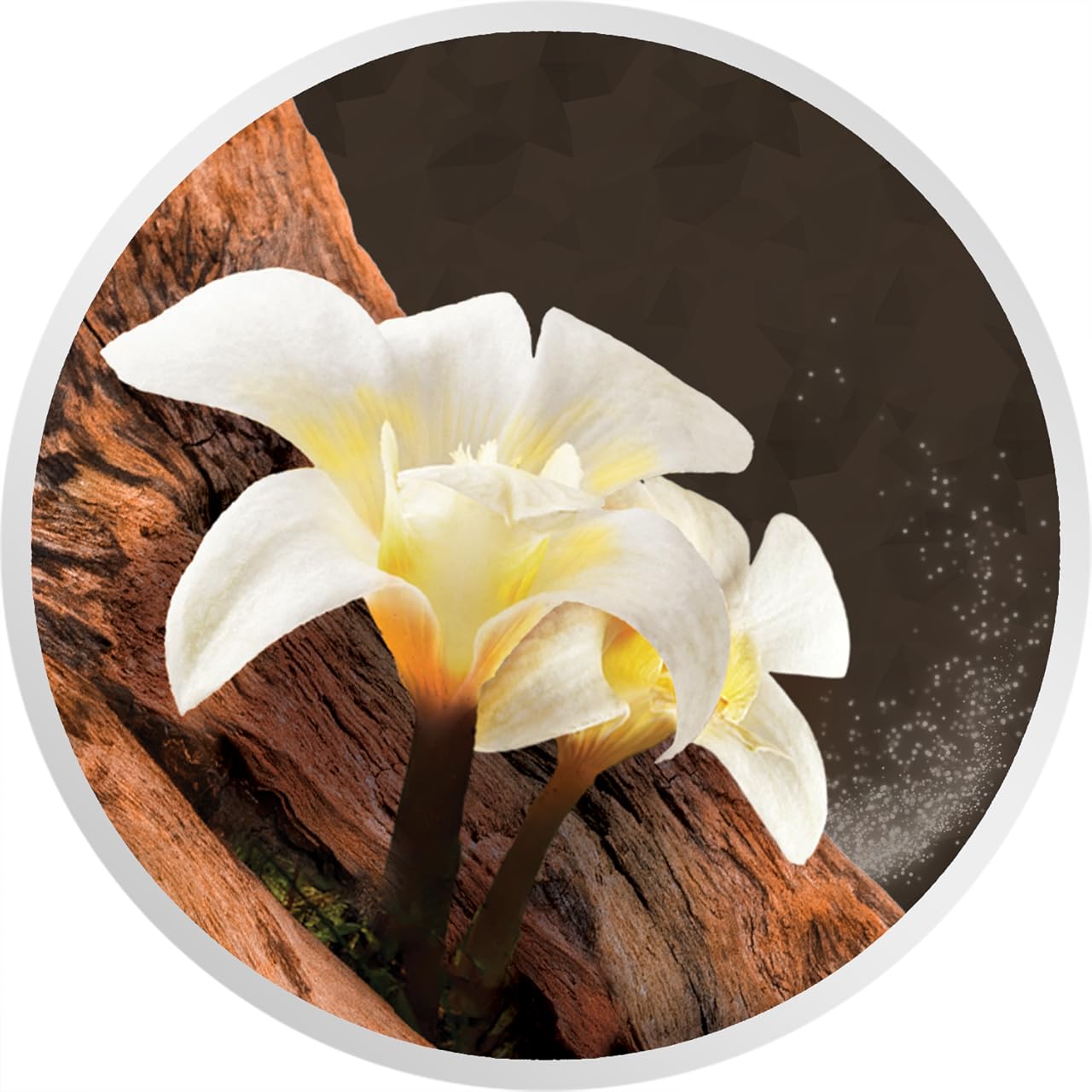 Into the Vanilla Woods – Scentsicles